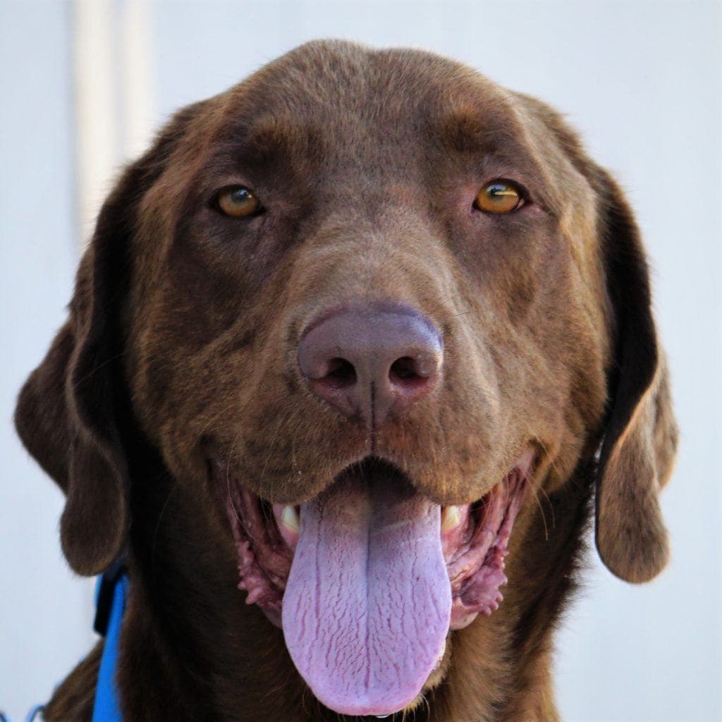 419 Scooby - Labs 2 Love Rescue