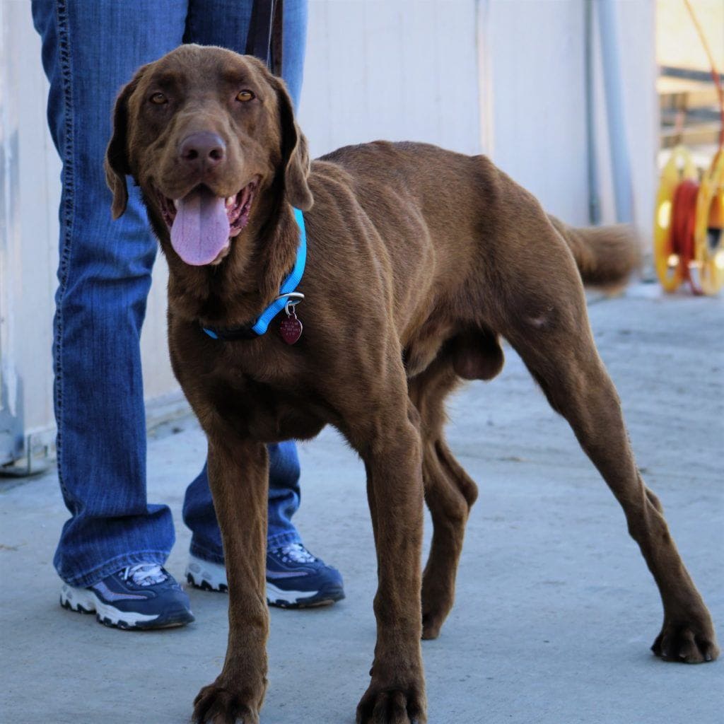 419 Scooby - Labs 2 Love Rescue