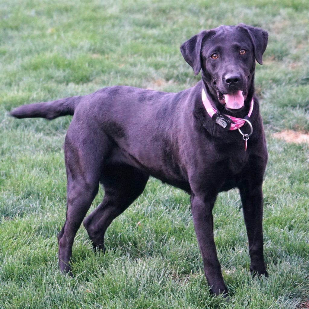 484 Raven - Labs 2 Love RescueLabs 2 Love Rescue