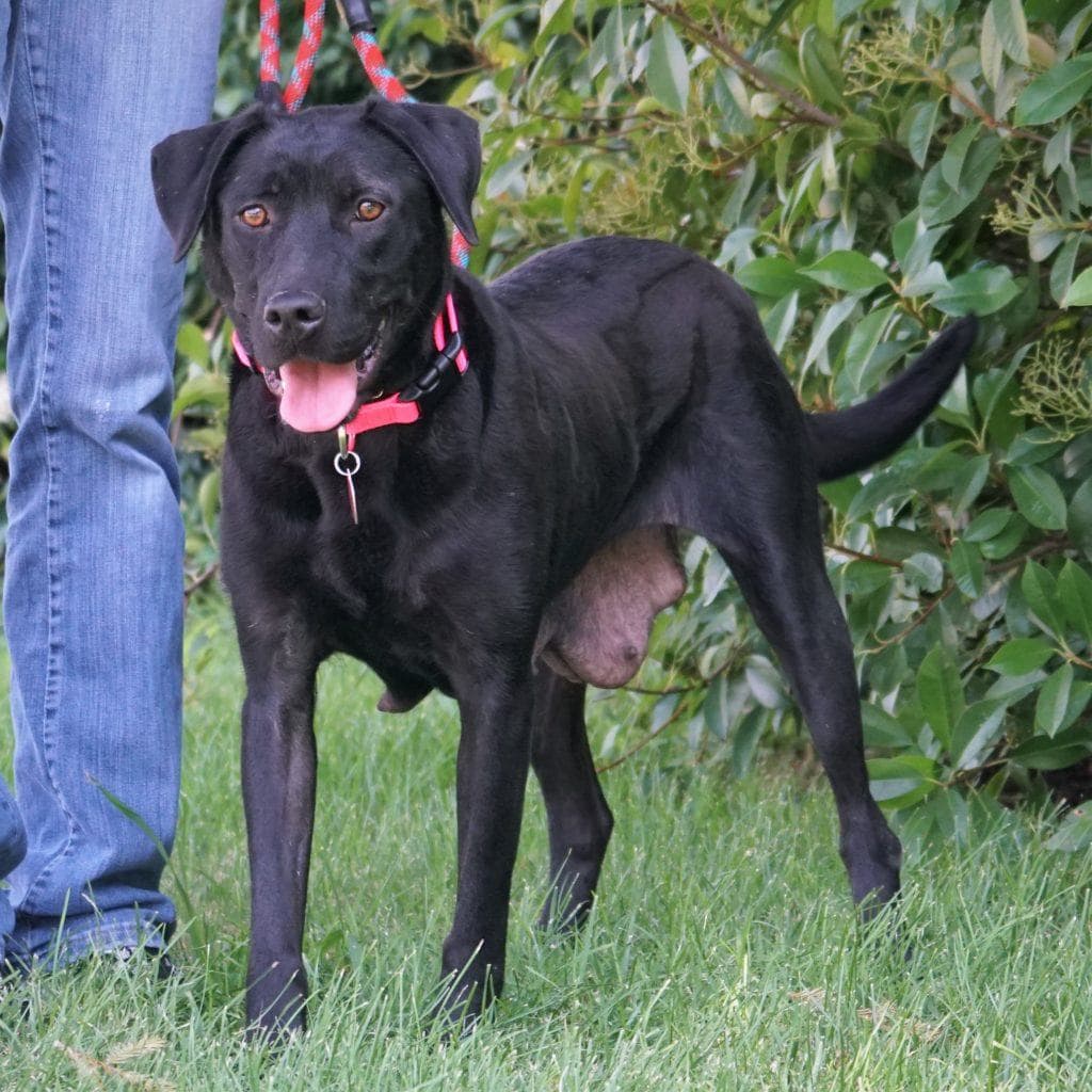 503 Sophie - Labs 2 Love Rescue