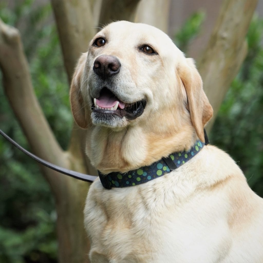 574 Splash - Labs 2 Love Rescue