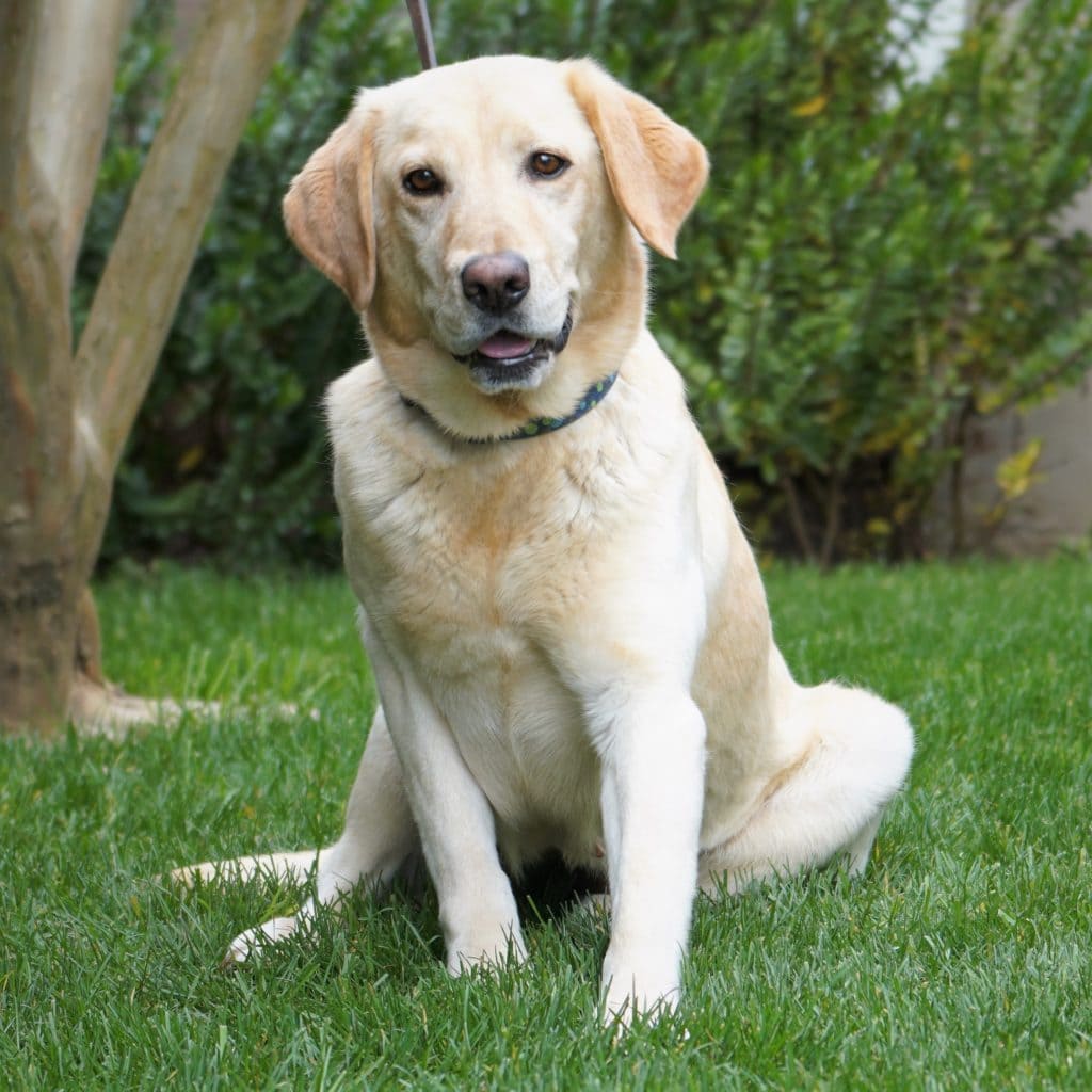 574 Splash - Labs 2 Love Rescue