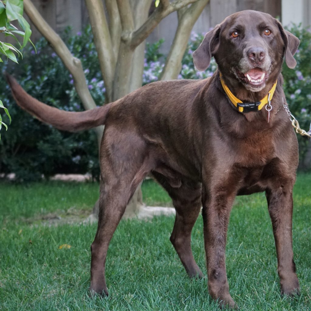 602 Dutch - Labs 2 Love Rescue