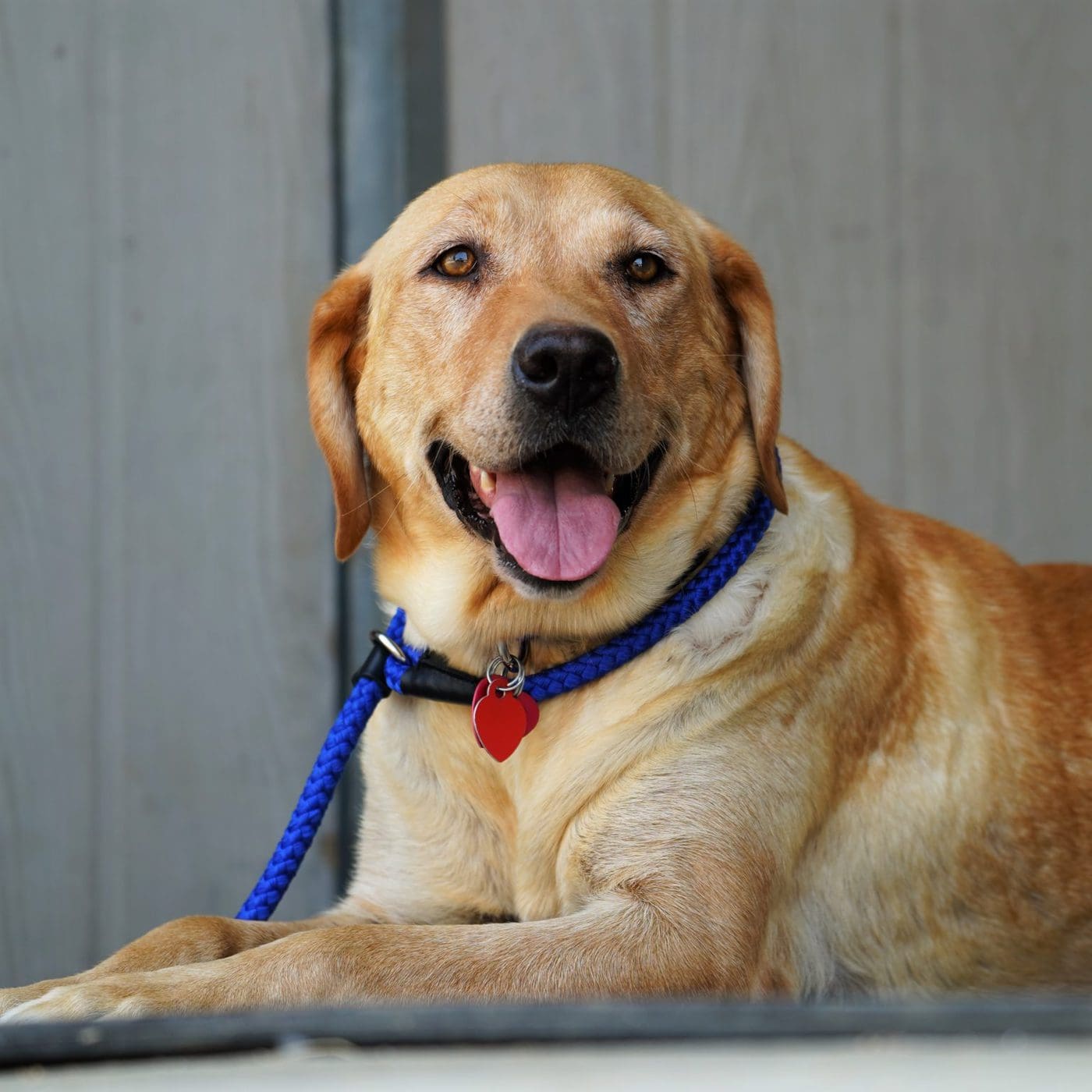 694 Ginger - Labs 2 Love Rescue