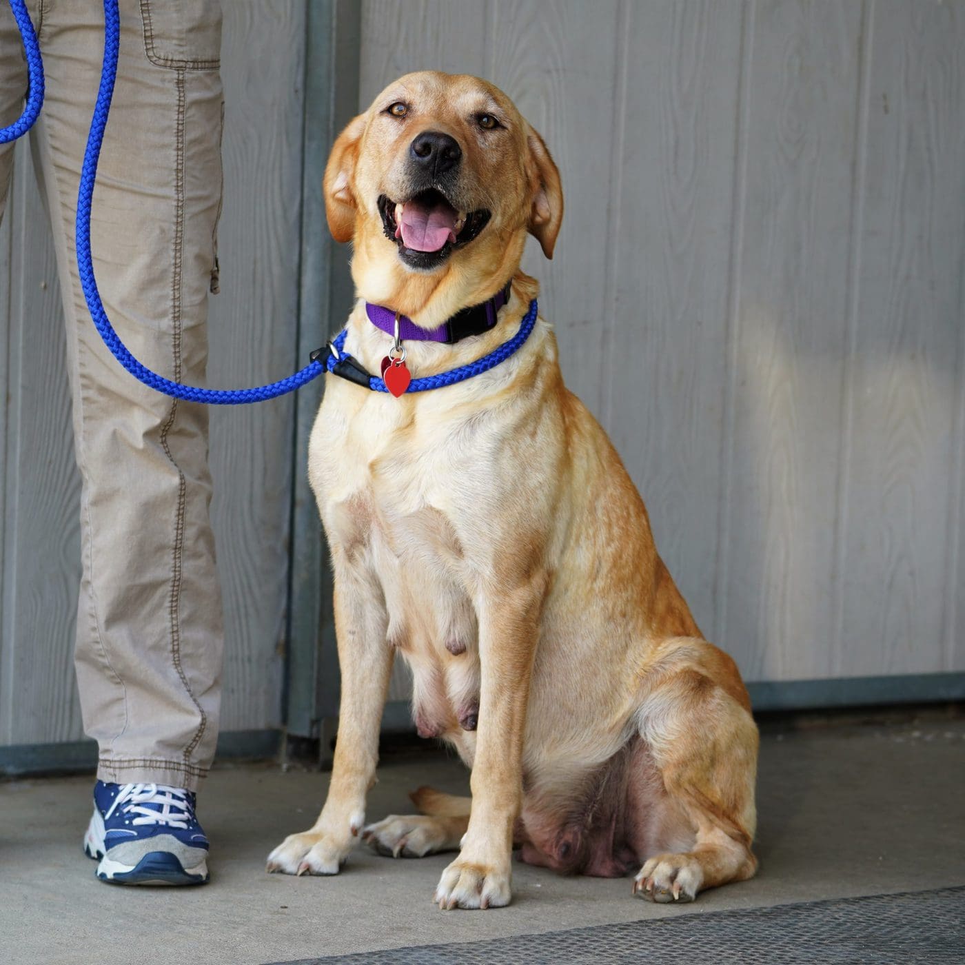 694 Ginger - Labs 2 Love Rescue