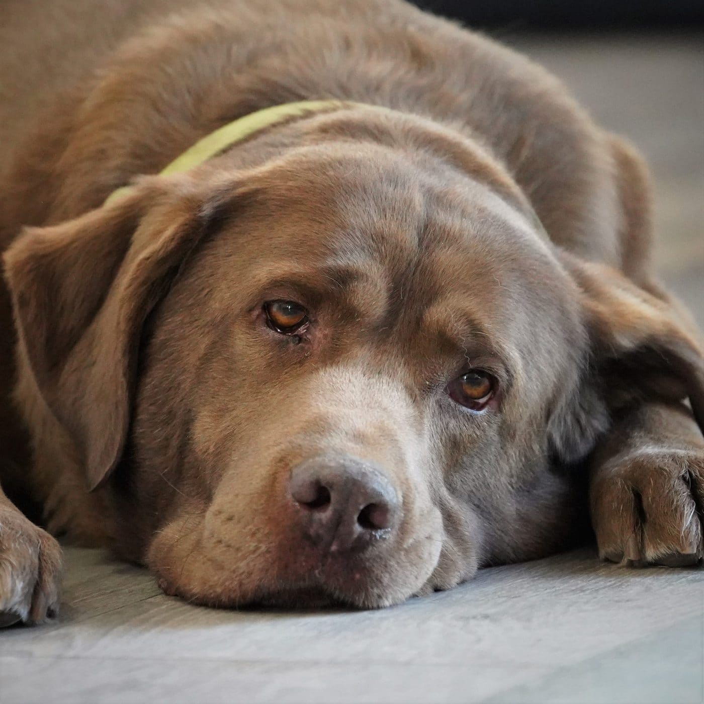 Labs 2 Love, Inc., A Northern California Labrador RescueLabs 2 Love ...