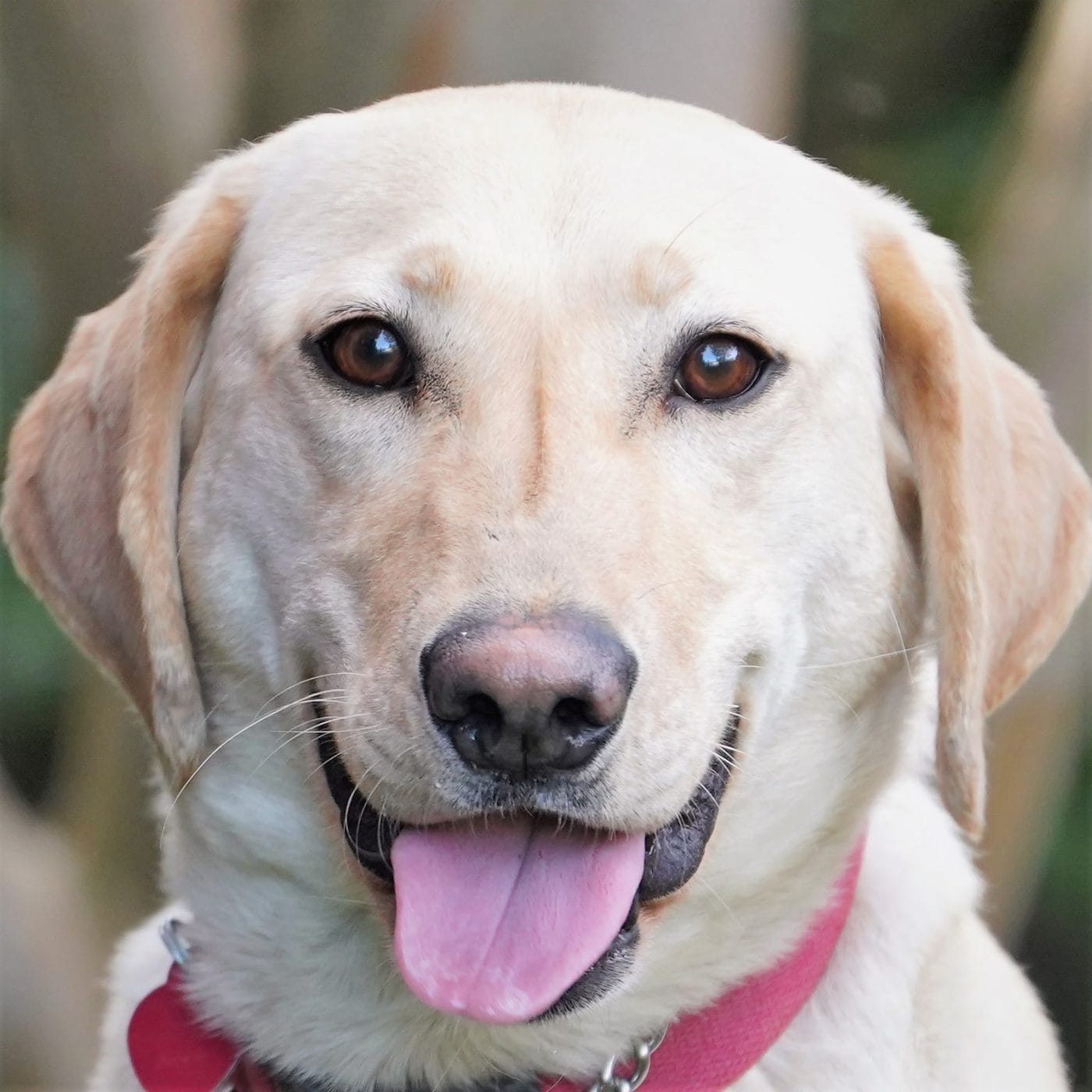 Labs 2 Love, Inc., A Northern California Labrador RescueLabs 2 Love ...