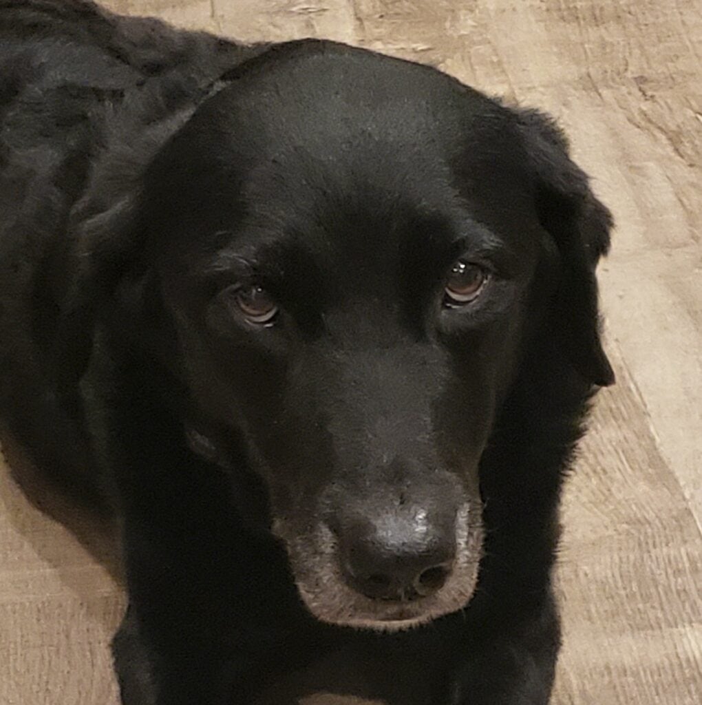 844 Betty - Labs 2 Love Rescue