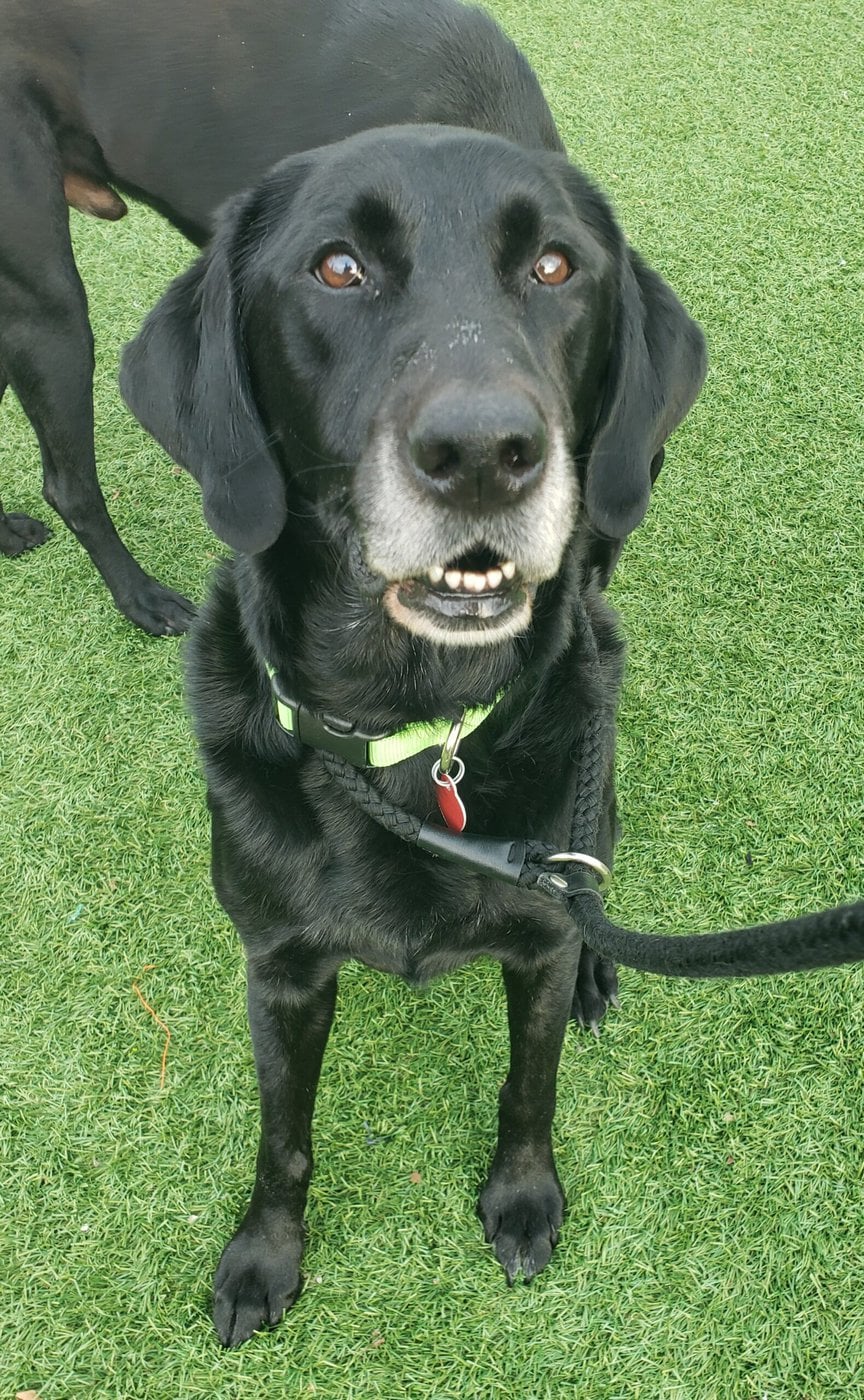 862 Gunner - Labs 2 Love Rescue