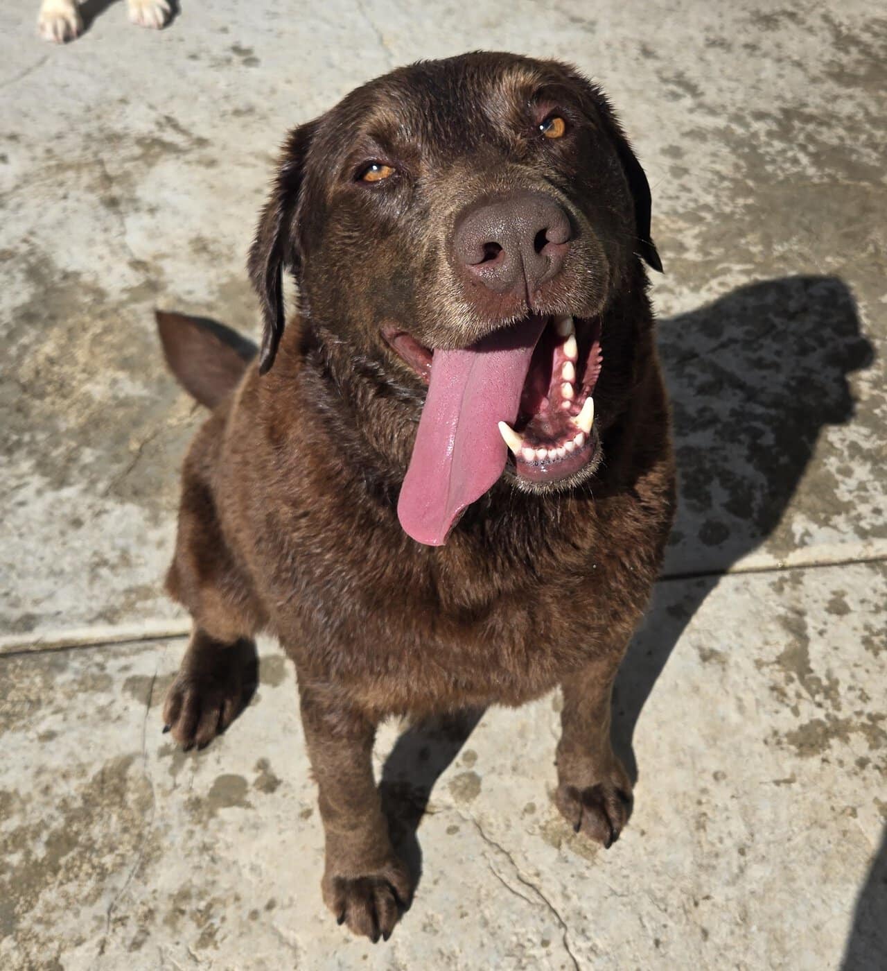 871 Bear - Labs 2 Love Rescue 871 Bear - Labs 2 Love Rescue