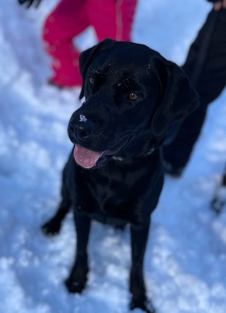 Clementine - Labs 2 Love Rescue