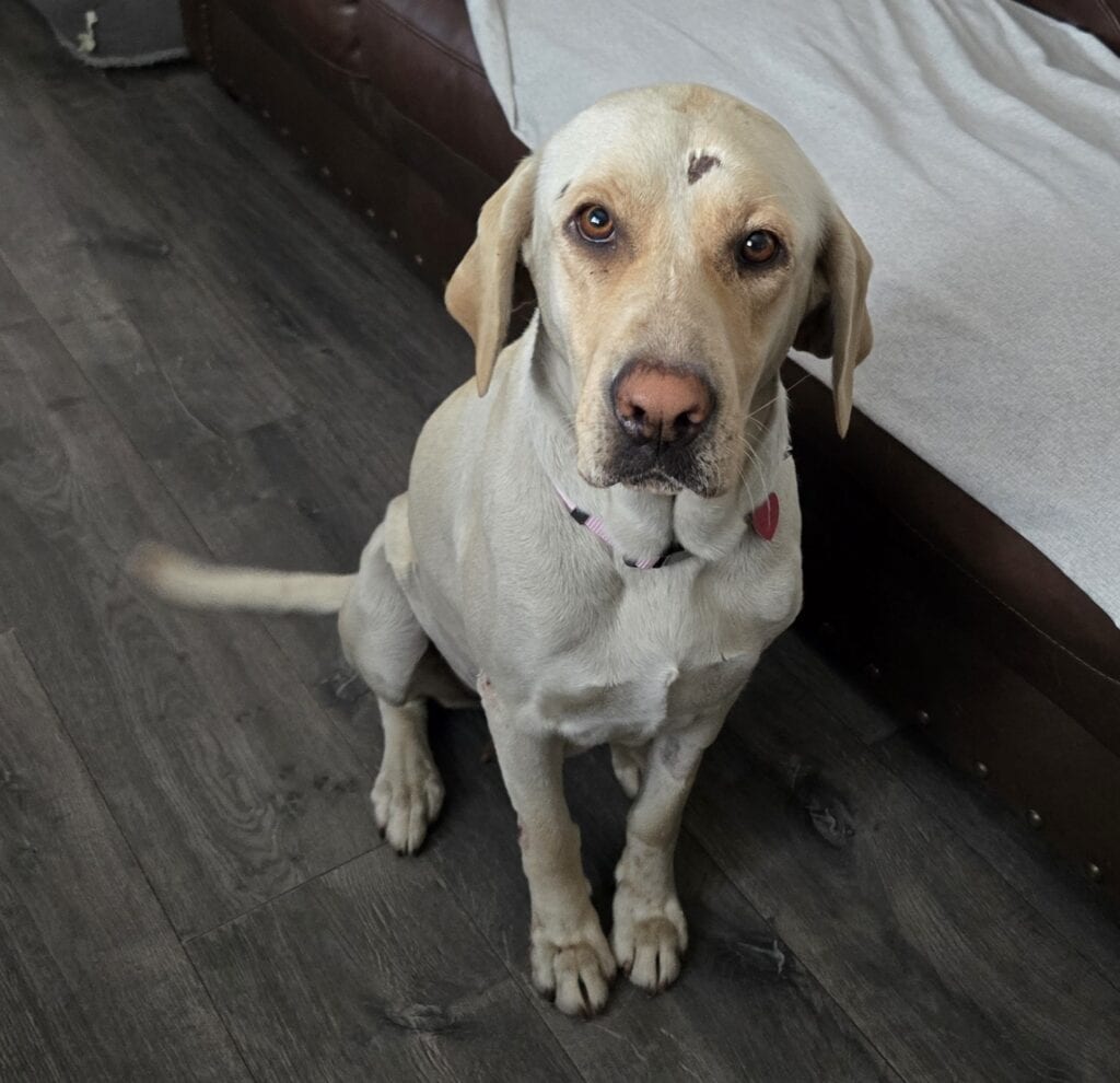 898 Sunshine - Labs 2 Love Rescue