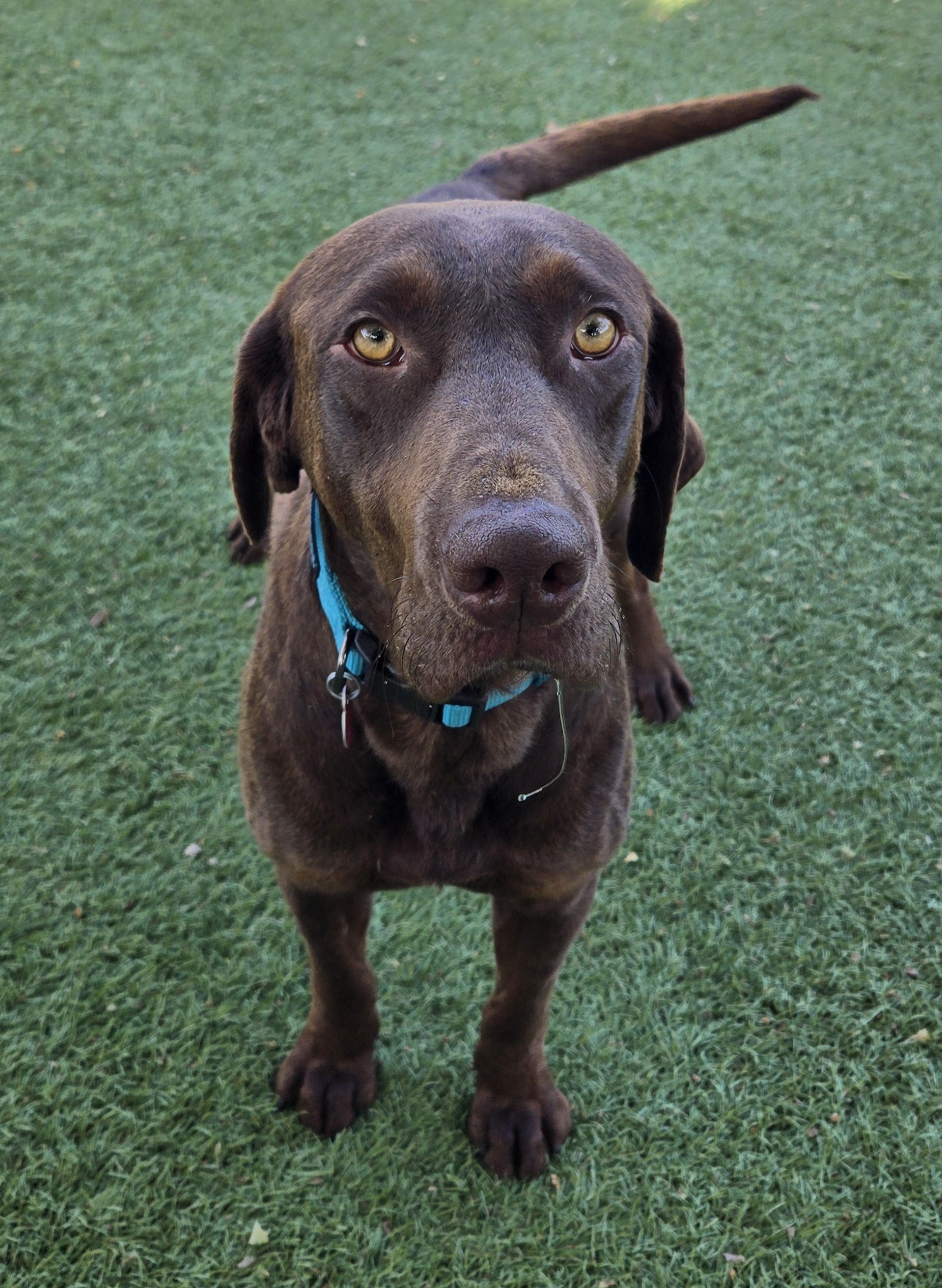914 Fudge - ADOPTION PENDING! - Labs 2 Love Rescue
