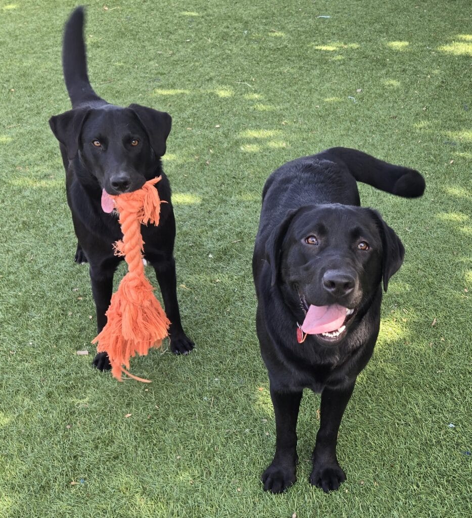 917 Roxy - Labs 2 Love Rescue