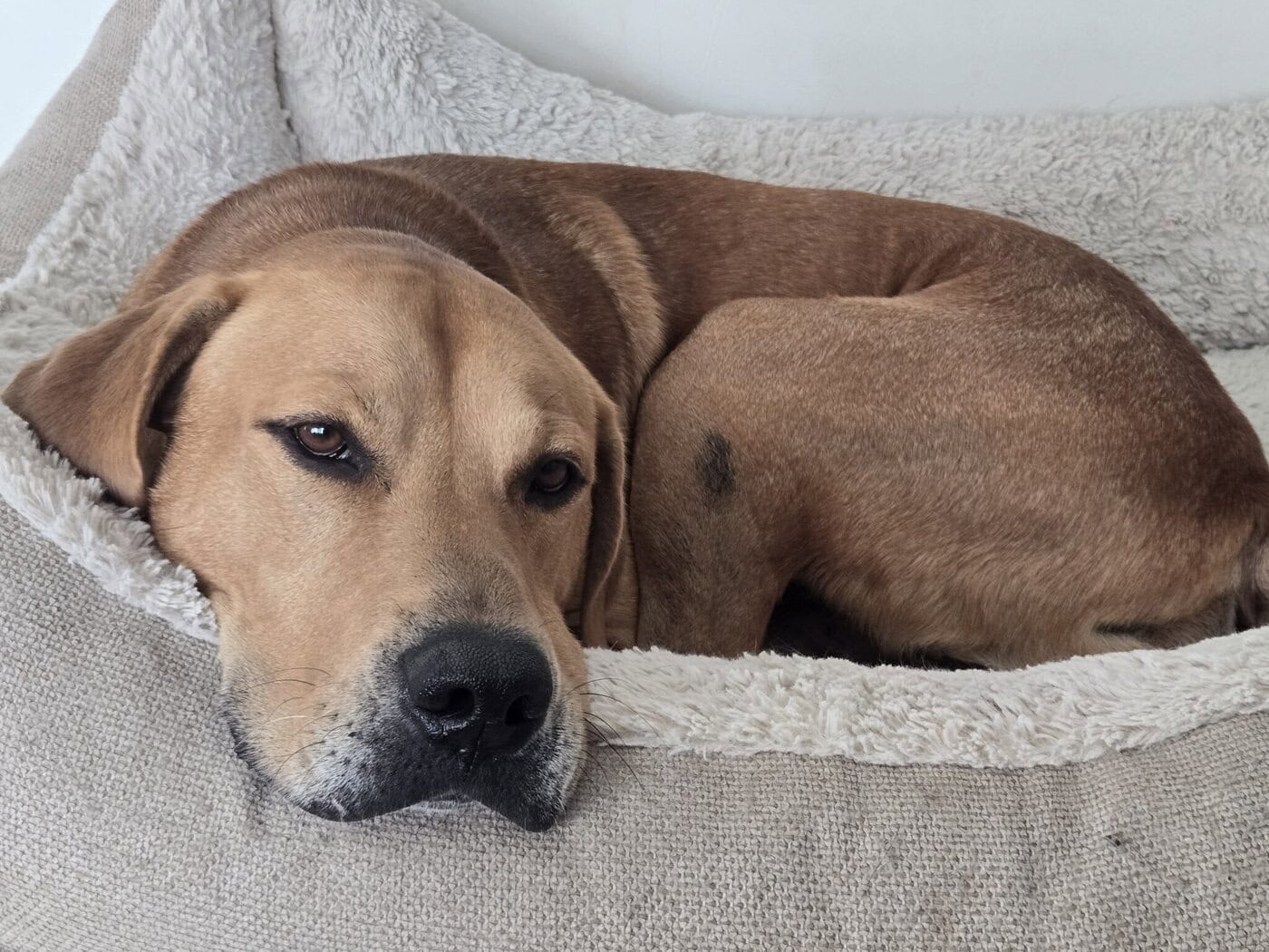 925 Dixon - Labs 2 Love Rescue