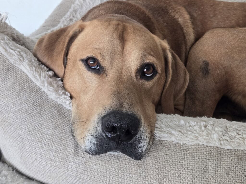 925 Dixon - Labs 2 Love Rescue