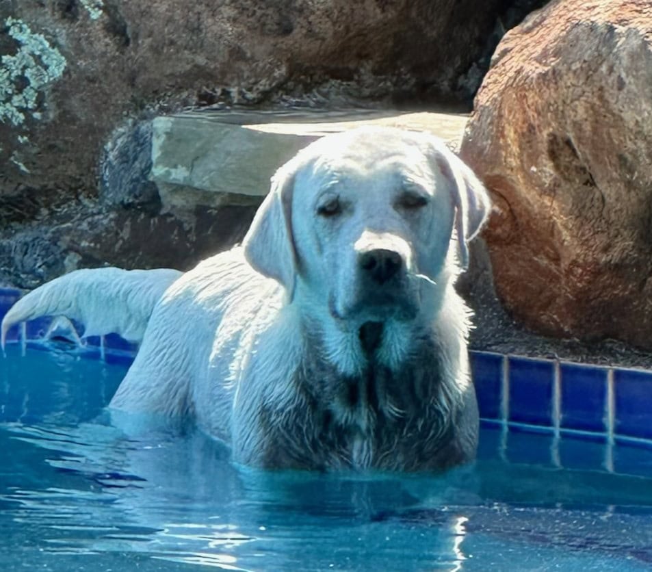 Jake - Labs 2 Love Rescue