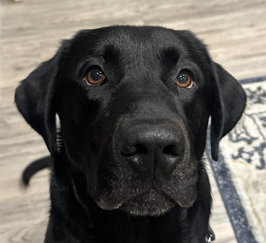 Shadow - NEW! - Labs 2 Love Rescue