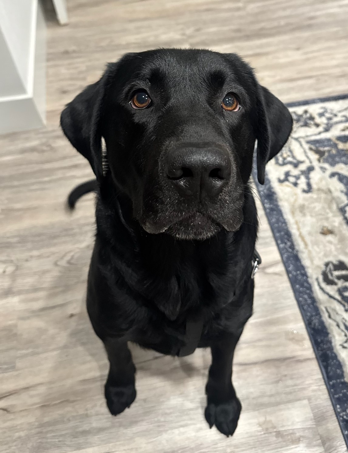 Shadow - NEW! - Labs 2 Love Rescue