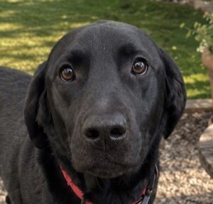 Tyson - NEW! - Labs 2 Love Rescue